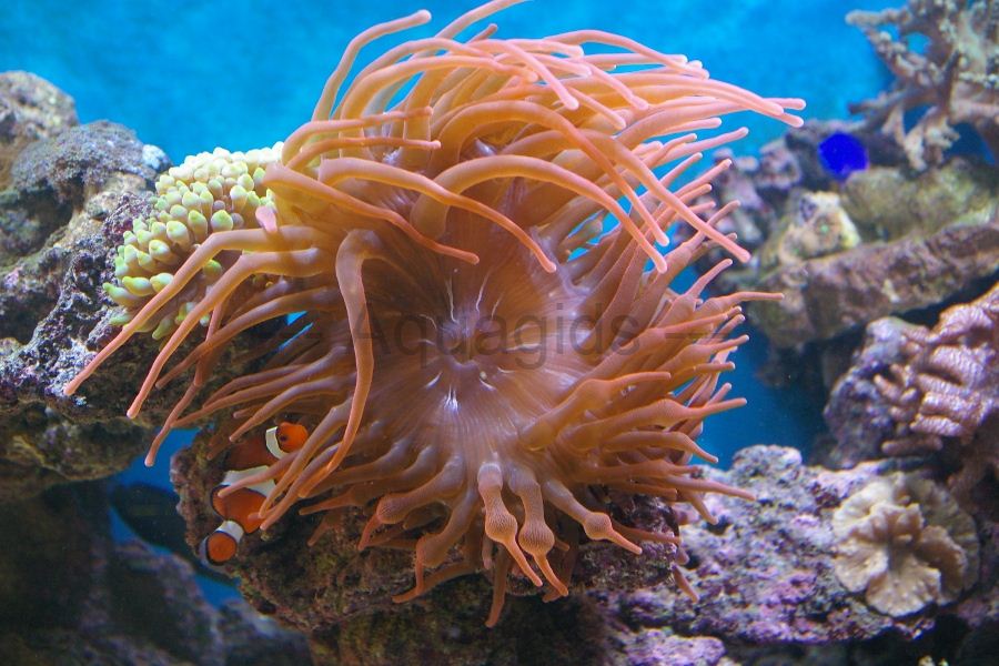 Anemoonvis en anemonen